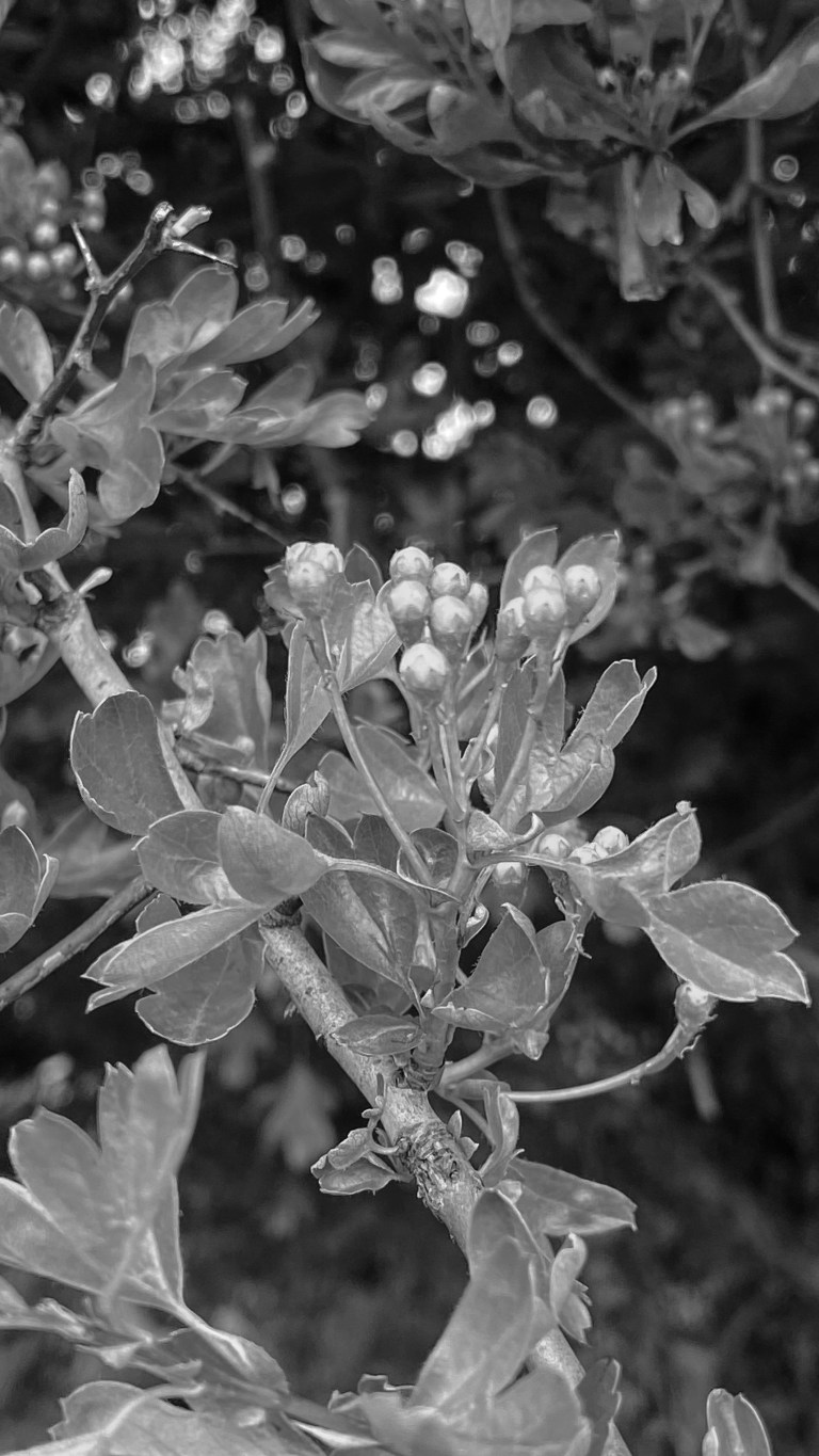 Buds to Berries – A Handsome Hawthorn – Gardening Ways